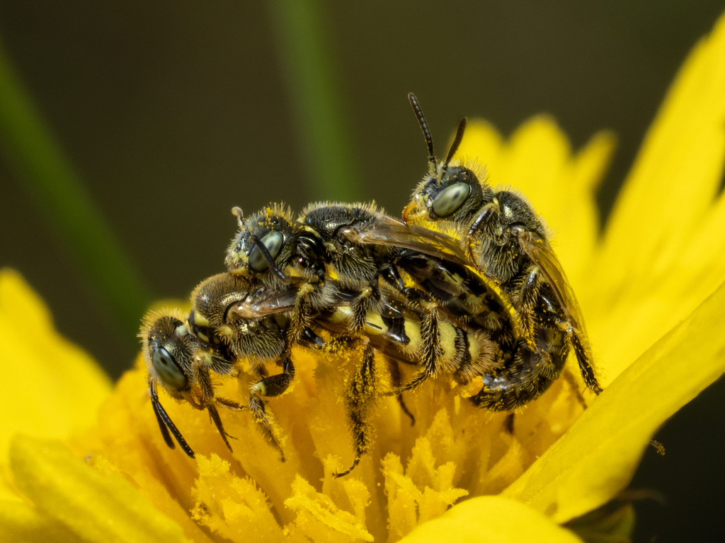 Bequaert's Fairy Bee from Pasco County, FL, USA on October 4, 2024 at ...