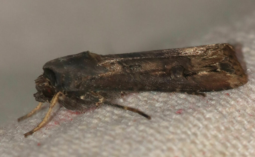 Ipsilon Dart Moth in October 2024 by hr_dragonfly · iNaturalist