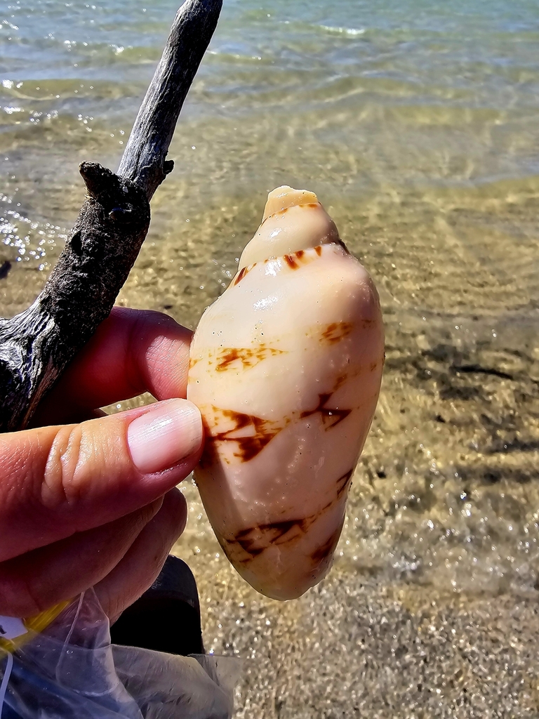 Magnificent Volute from K'gari QLD 4581, Australia on October 5, 2024 ...