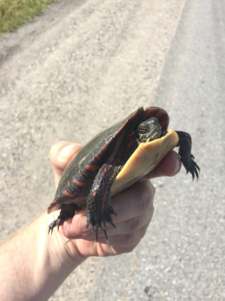 Midland Painted Turtle from 2535–2785 Outlet Rd, Leeds and the Thousand ...