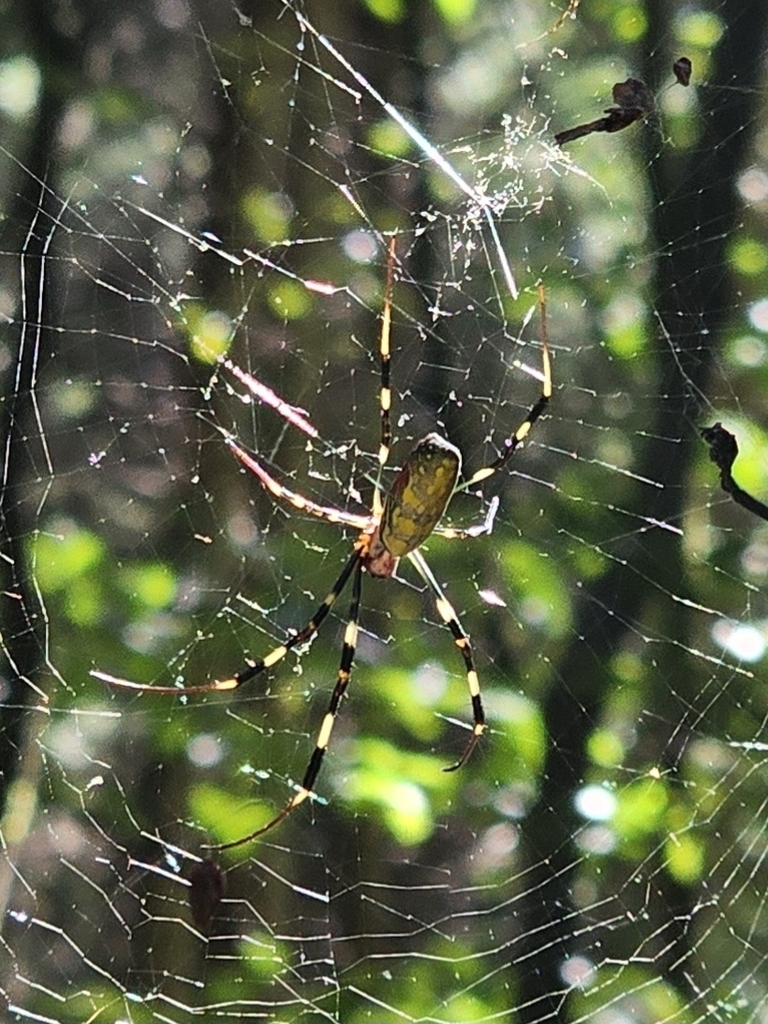 Joro Spider from 326 Miwamachi Ganne, Iwakuni, Yamaguchi 740-1213 ...