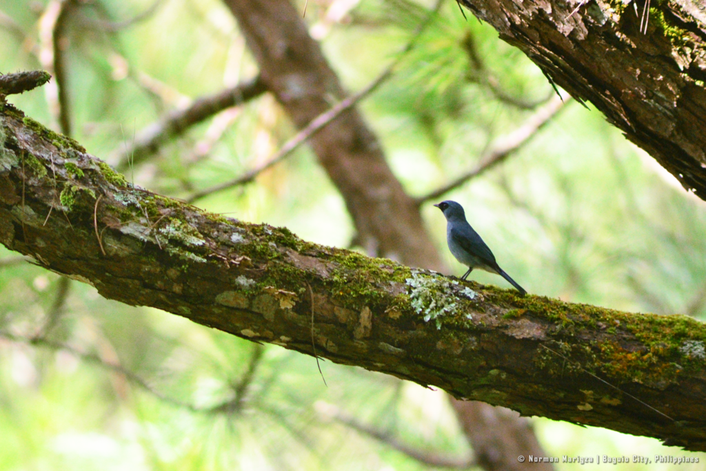 Turquoise Flycatcher from Happy Hollow, Baguio, Benguet, Philippines on ...