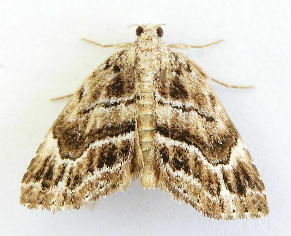 Curve-lined Cutina Moth from Putnam County, FL, USA on June 4, 2024 at ...