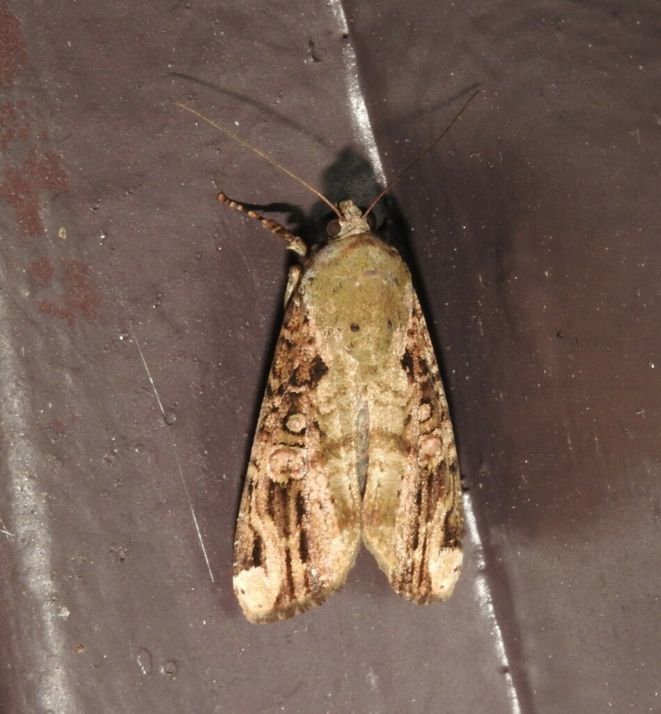 Variable Narrow-wing from Town of Rockingham, VT, USA on October 4 ...