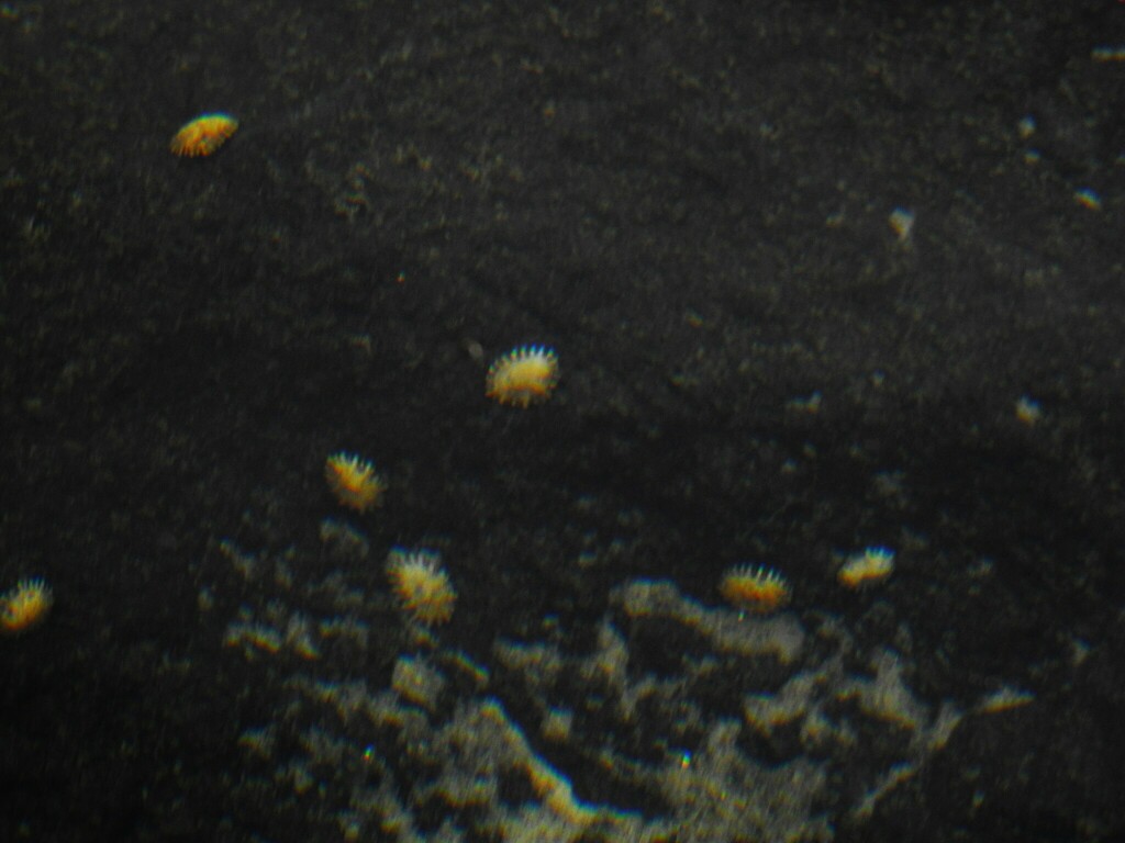 Striped False Limpet from Tasman, AU-TS, AU on October 5, 2024 at 10:28 ...
