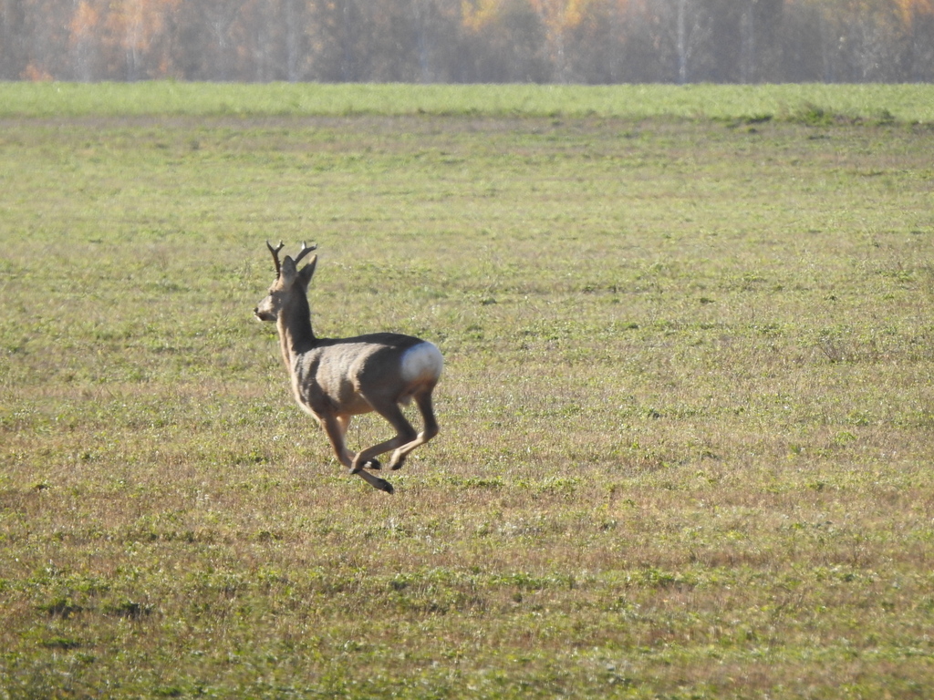 Eastern Roe Deer from Белоярский р-н, Свердловская обл., Россия on ...