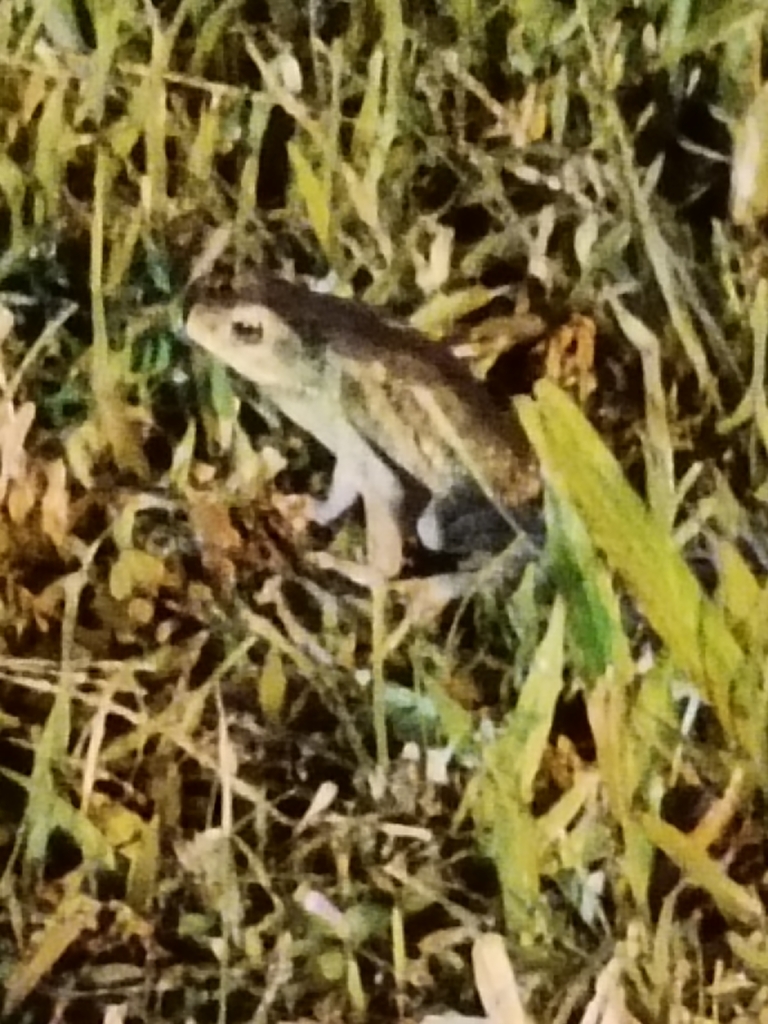 Asian Common Toad from Sembawang, Singapore on October 5, 2024 at 09:16 ...
