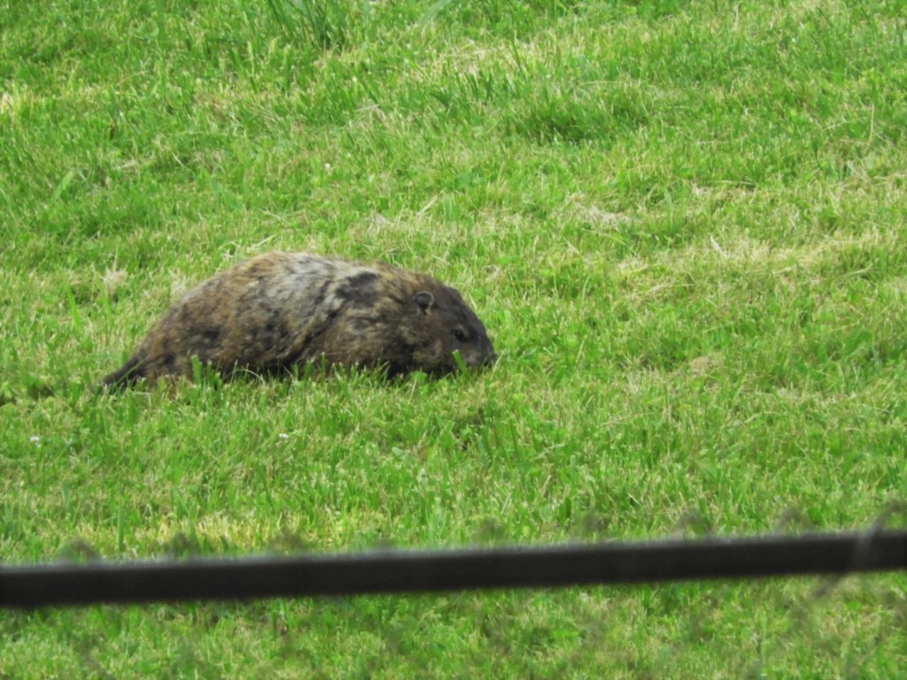 Groundhog from Kansas City, MO on July 3, 2019 by Jeri Tooley · iNaturalist