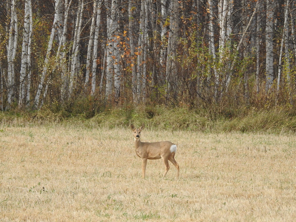 Eastern Roe Deer from Богдановичский р-н, Свердловская обл., Россия on ...