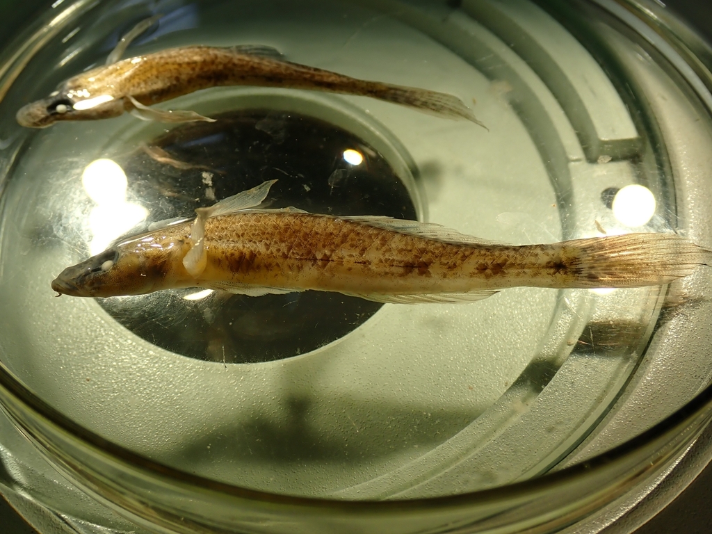 Bearded Flathead Goby from 海南省万宁市 on August 30, 2024 by ayegege ...