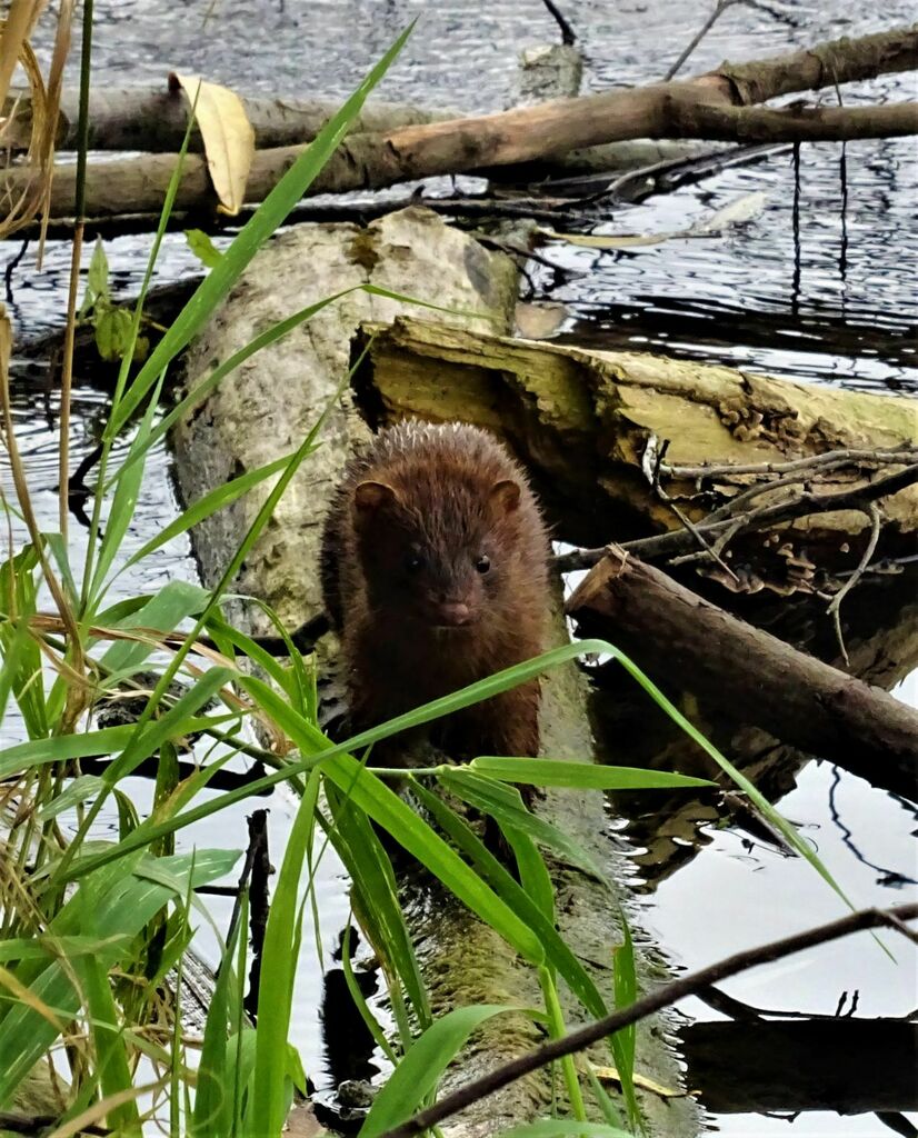 American Mink from Ellacott Lookout, 235 Queen St E, Cambridge, ON N3C ...