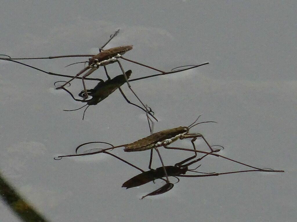North American Common Water Strider from Ellacott Lookout, 235 Queen St ...