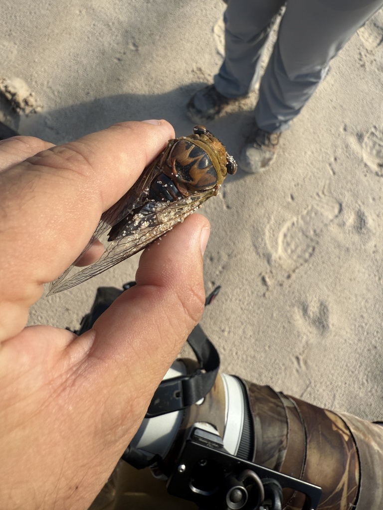 Walker's Annual Cicada from Denham Springs, LA, US on October 05, 2024 ...