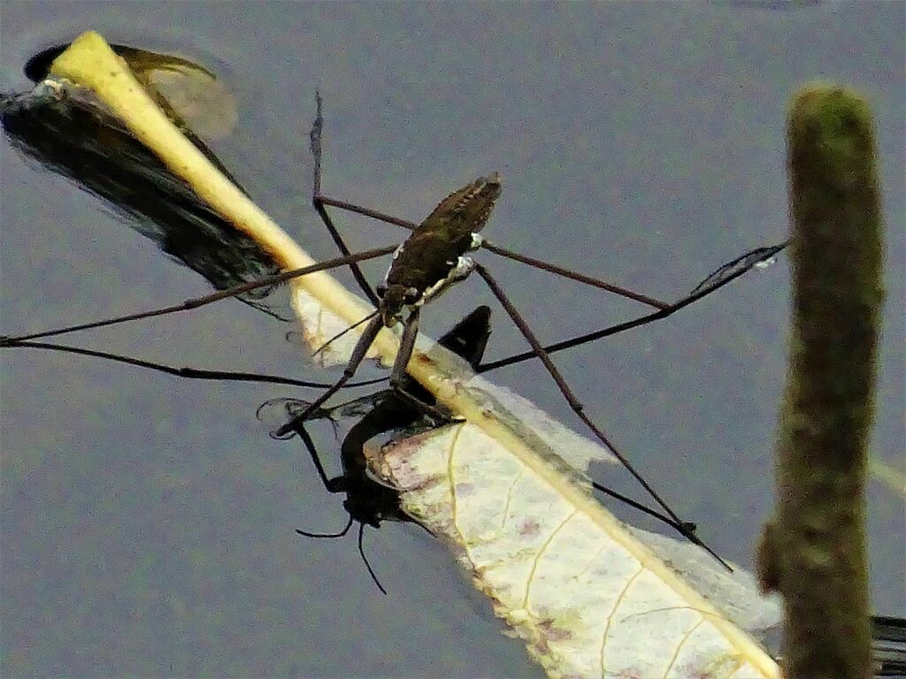 North American Common Water Strider from Ellacott Lookout, 235 Queen St ...