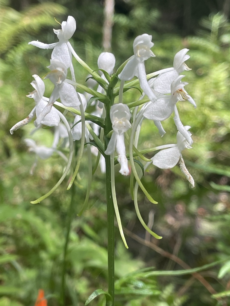 white fringeless orchid in August 2023 by Tara Rose Littlefield ...