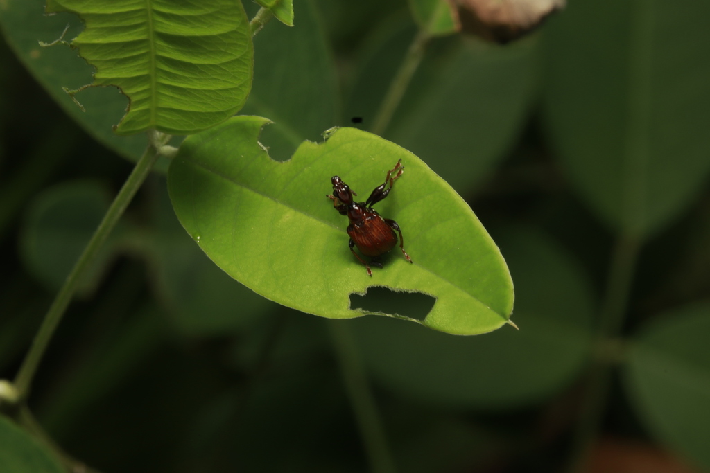 Leptapoderus from 中国浙江省绍兴市新昌县 on September 03, 2024 at 05:36 PM by ...