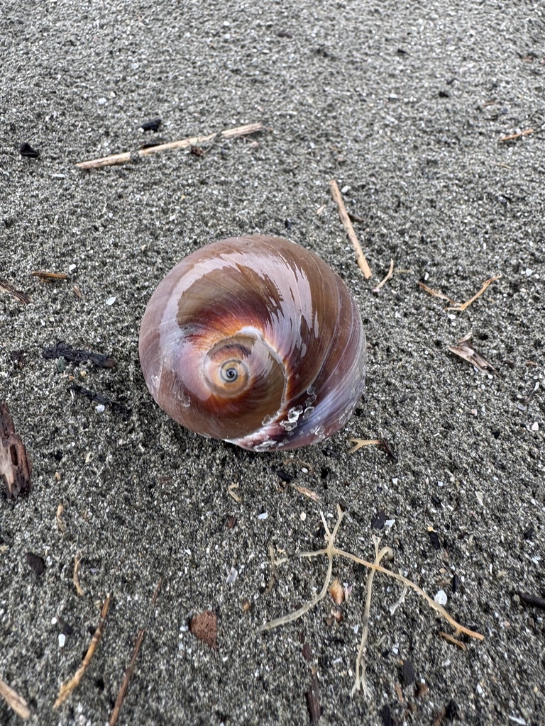 Bladder Moon Snail from Parc National d'Ise Shima, Ise, Mie, JP on ...
