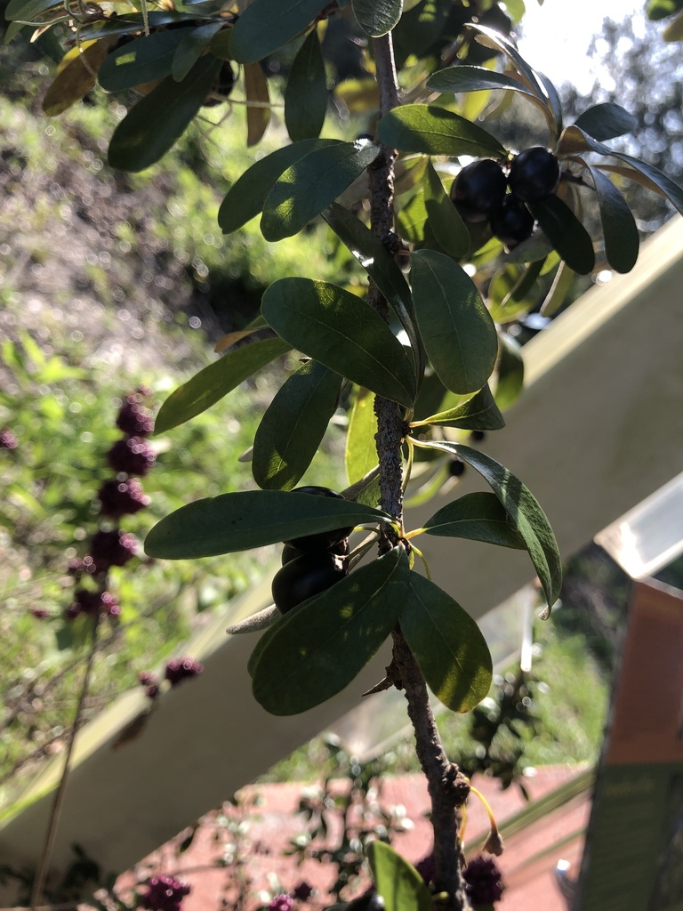 Tough Bully from Phundstein Rd, Babson Park, FL, US on October 05, 2024 ...