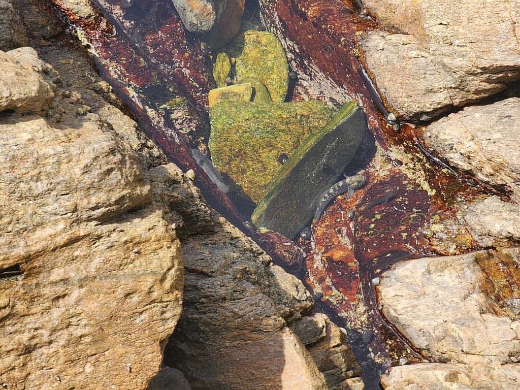 Caffrogobius caffer from George Municipality, South Africa on October 5 ...