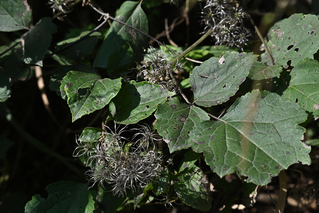 Tube clematis from 中国北京市门头沟区 on October 5, 2024 at 11:15 AM by 红梅 ...