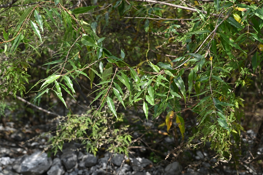Periploca sepium from 中国北京市门头沟区 on October 5, 2024 at 12:08 PM by 红梅 ...