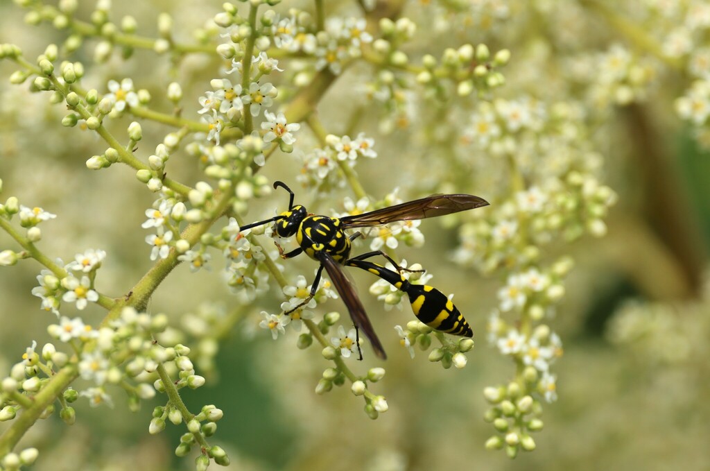 Phimenes flavopictus from Islands, HK on October 5, 2024 by gary_siu ...