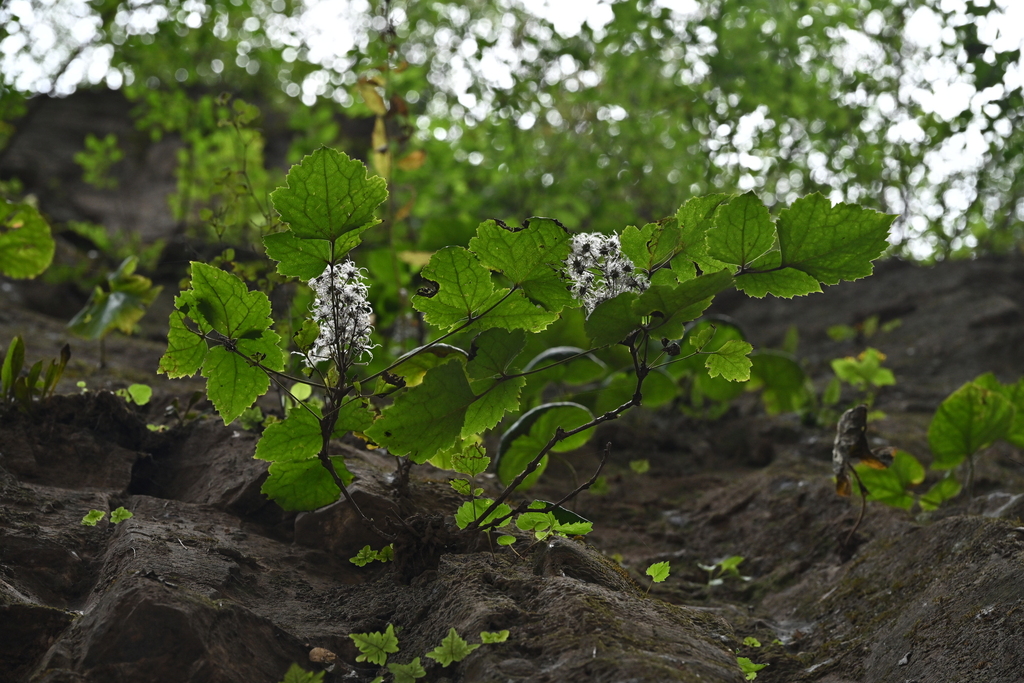 Tube clematis from 中国北京市门头沟区 on October 5, 2024 at 12:18 PM by 红梅 ...