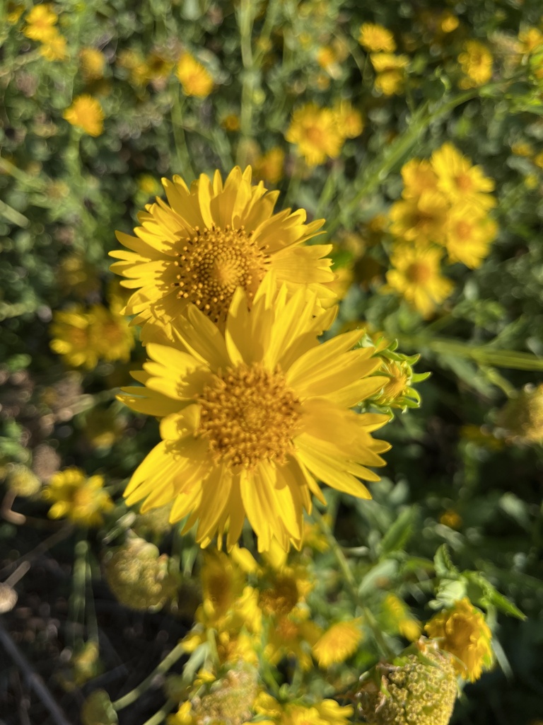 cowpen daisy from Bixby, OK, US on October 5, 2024 at 09:54 AM by ...