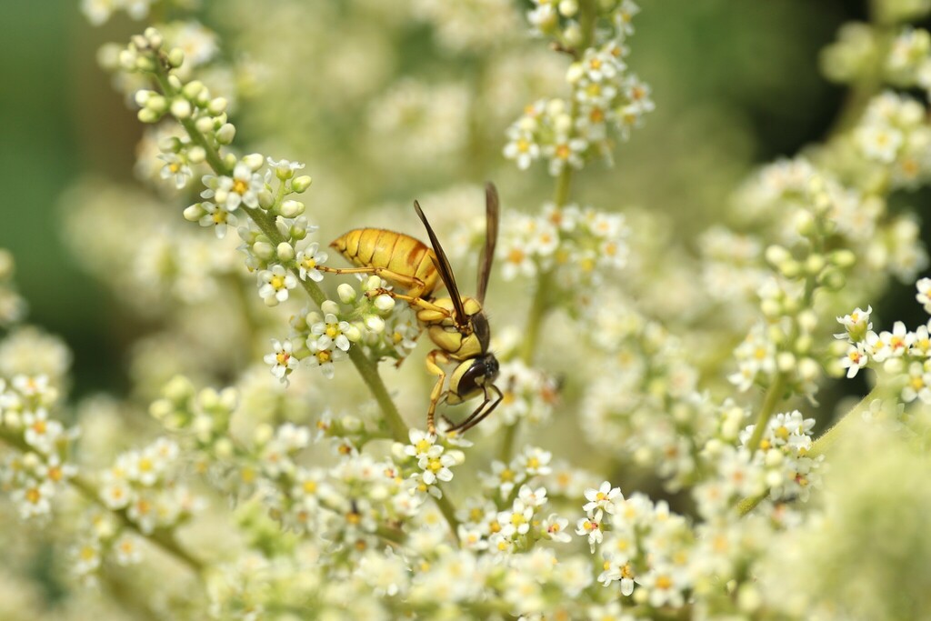 Black Shield Hornet from Islands, HK on October 4, 2024 by gary_siu ...