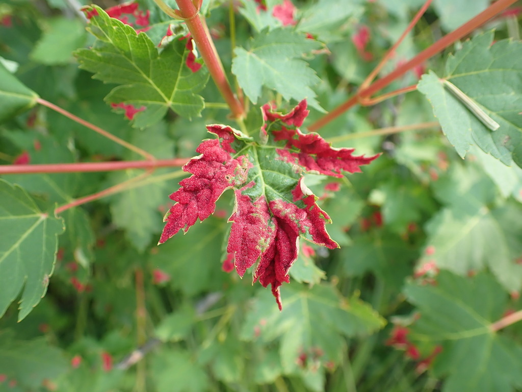 Rocky Mountain Maple Felt Mite from Glacier County, MT, USA on July 28 ...