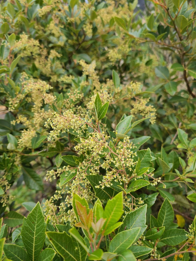 Wild currant from Cape Winelands District Municipality, South Africa on ...