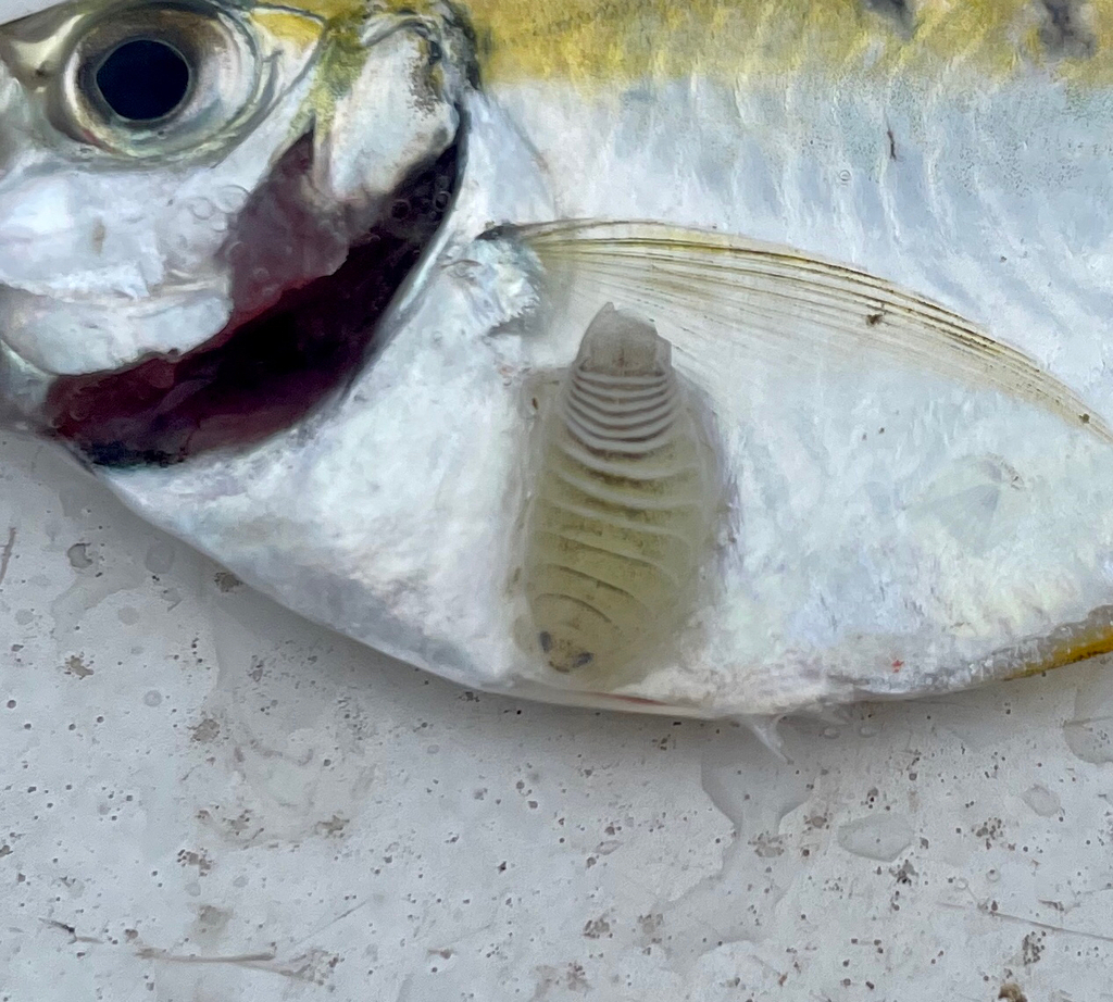 Fish Isopods from AL, US on October 4, 2024 at 02:34 PM by Amber M ...