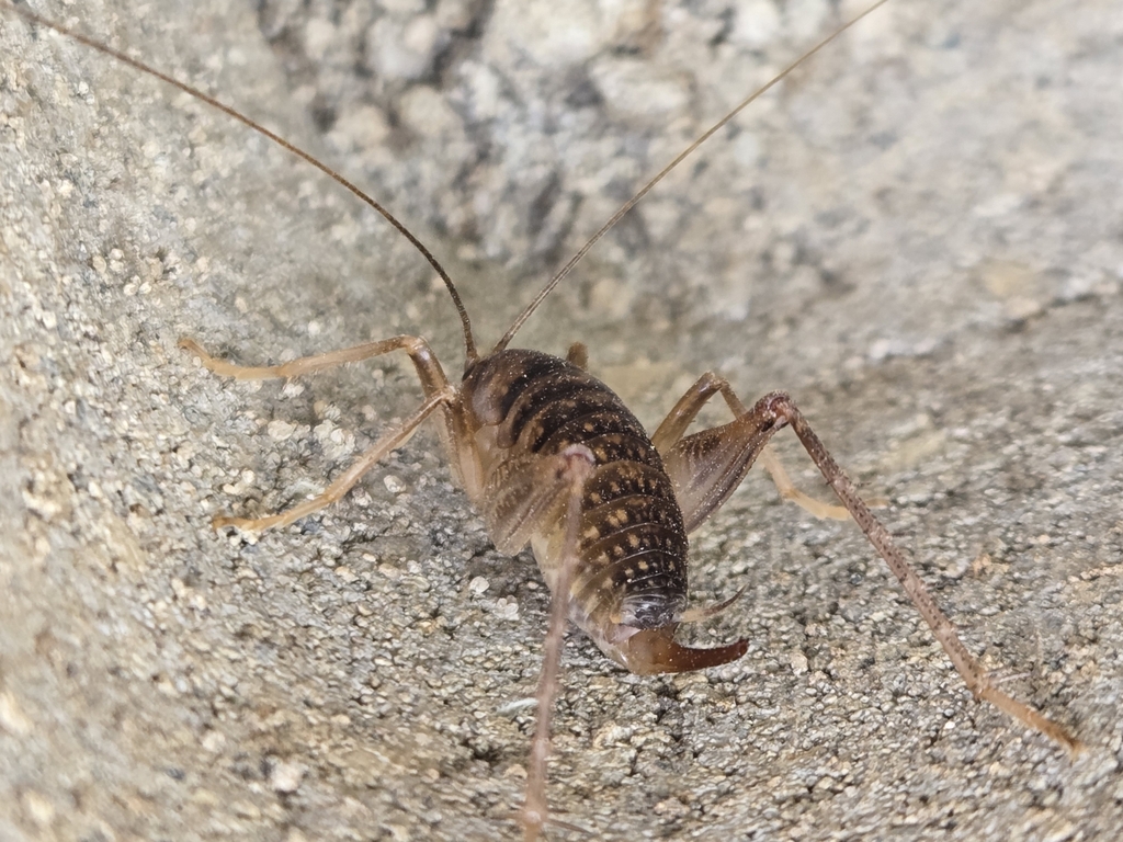 Camel Crickets from Frontenac, MN 55026, USA on October 3, 2024 at 01: ...