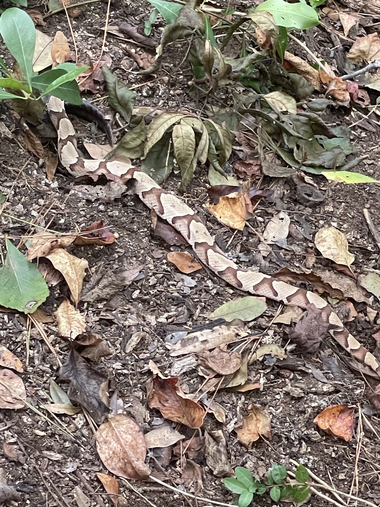 Eastern Copperhead from Myrtle Beach State Park, Myrtle Beach, SC, US ...