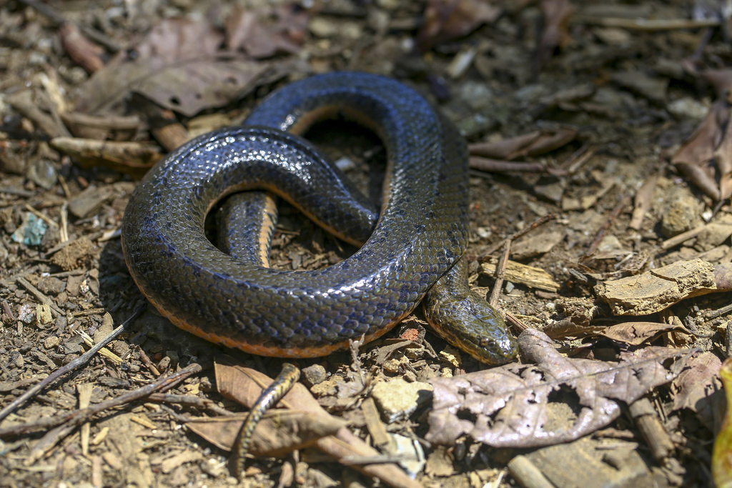 Chinese Water Snake from 中国广西壮族自治区崇左市 on October 4, 2024 at 11:38 AM by ...
