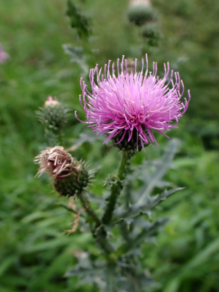Broad-winged Thistle from Bratislava, Slovensko on October 5, 2024 at ...