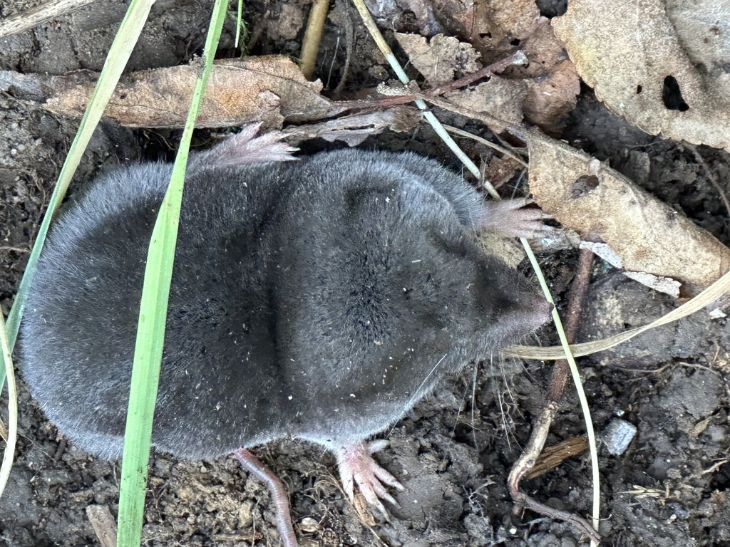 Northern Short-tailed Shrew from Chaseburg, WI, US on October 5, 2024 ...