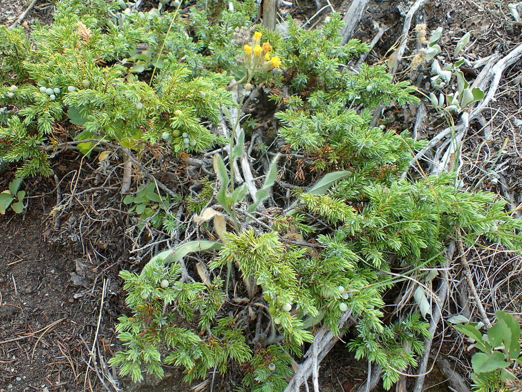 western hawkweed from Glacier County, MT, USA on July 28, 2024 at 09:57 ...