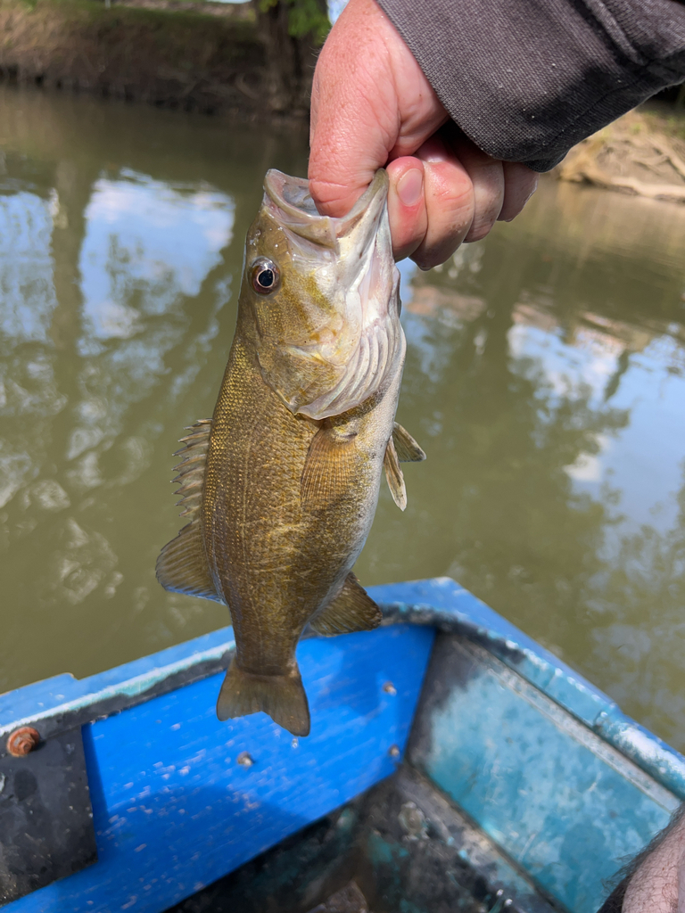 Smallmouth Bass from Warsaw on October 5, 2024 at 12:04 PM by panosse ...