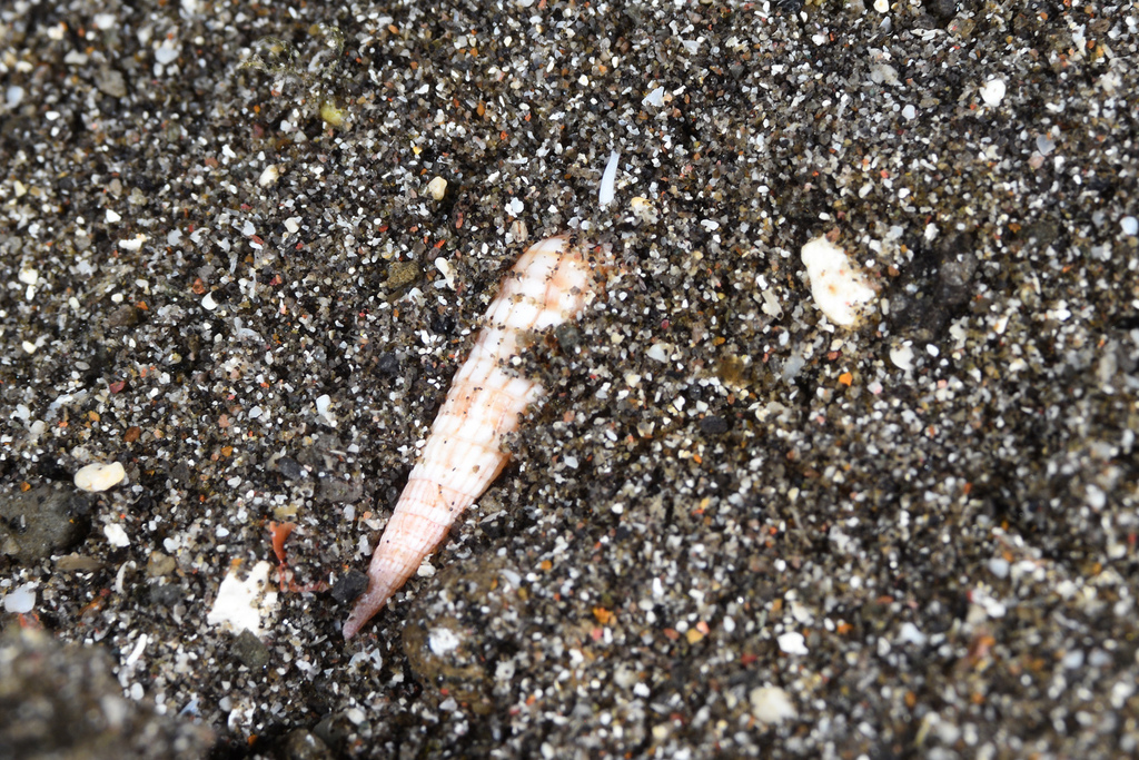 Auger Shells from PFW2+HP4, Dulolong, Alor Barat Laut, Alor Regency ...