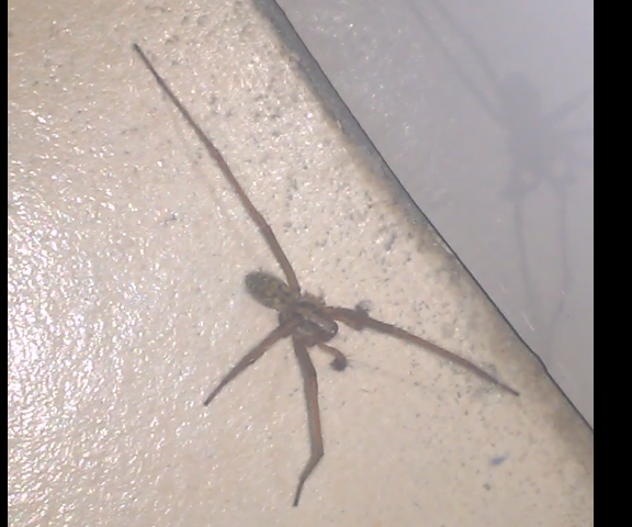 Giant House Spider Complex in September 2017 by pbuggy · iNaturalist