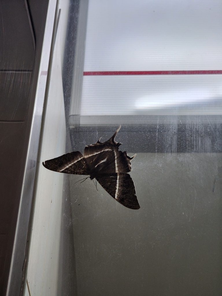 Tropical Swallowtail Moth from Downtown Core, Singapore on October 5 ...