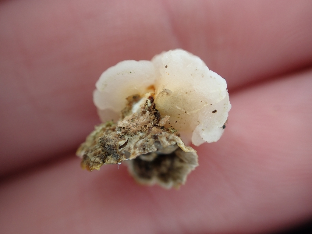 Conifer Brain from 861 92 Bergeforsen, Sverige on October 5, 2024 at 01 ...