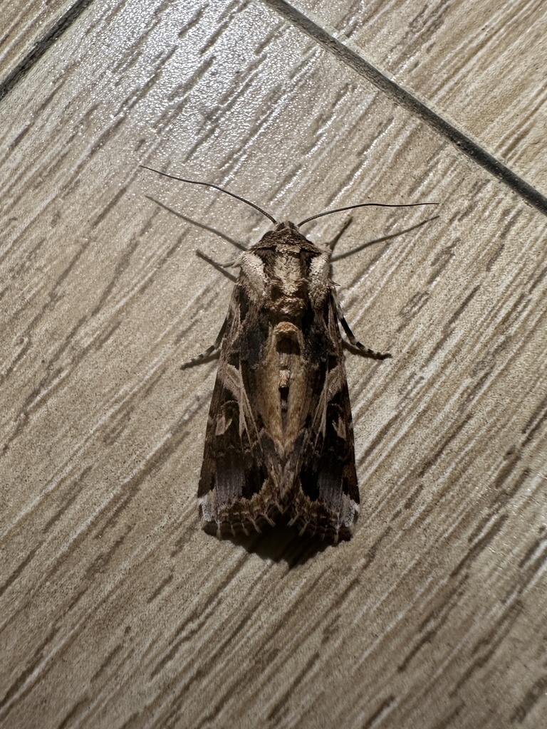 Oriental leafworm moth from 上海市长宁区法华镇路第三小学, 上海市, CN on October 06, 2024 ...