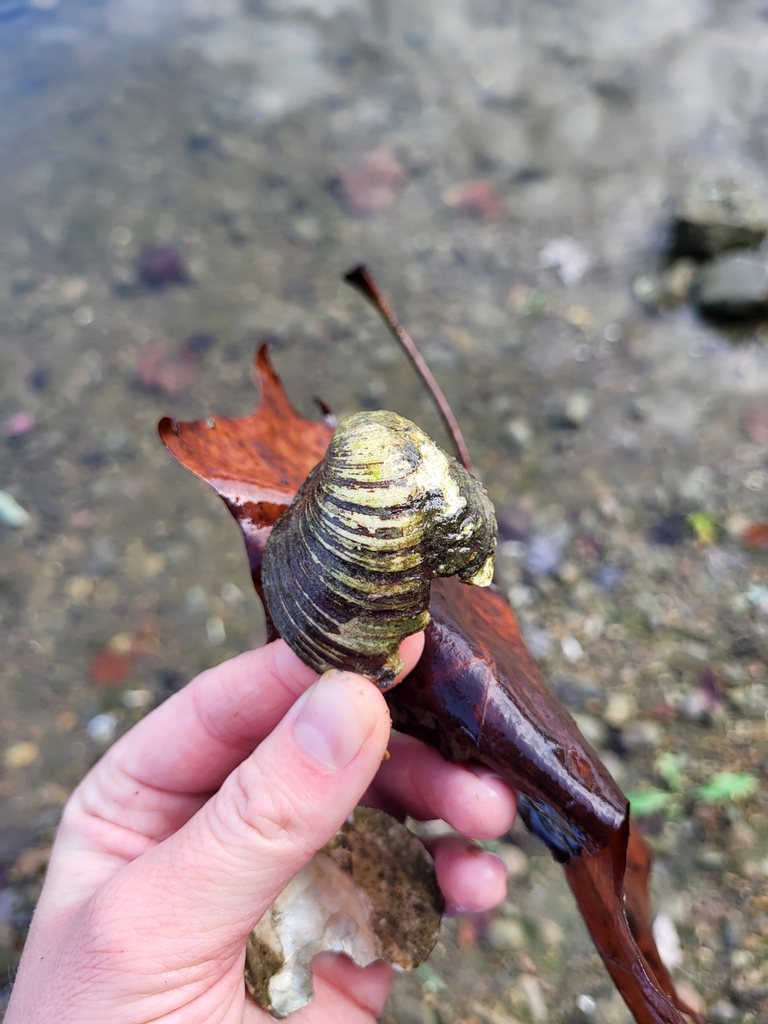 Wabash Pigtoe from Lafayette, IN 47904, USA on October 05, 2024 at 10: ...