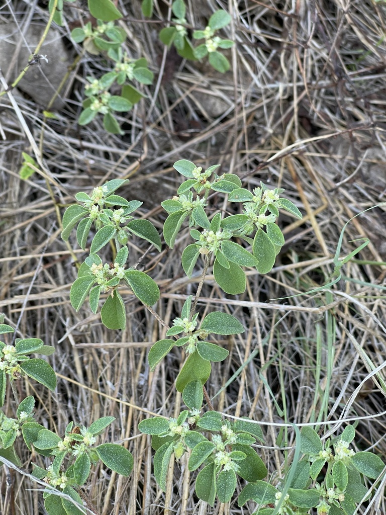 Prairie Tea from Tamaron Dr, Dallas, TX, US on October 5, 2024 at 09:49 ...