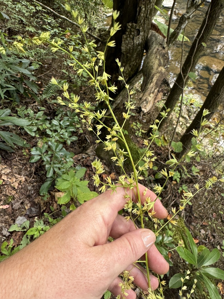 featherbells in October 2024 by Tara Rose Littlefield · iNaturalist