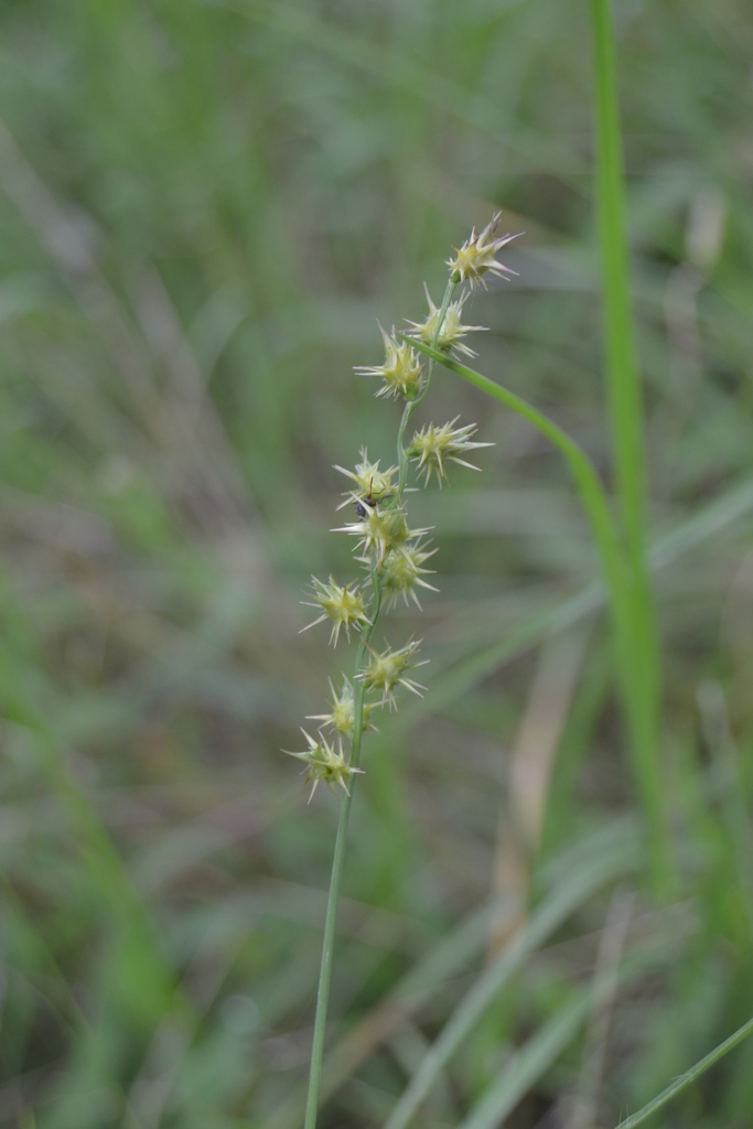 coastal sandbur from Cherokee County, TX, USA on June 30, 2019 at 01:02 ...