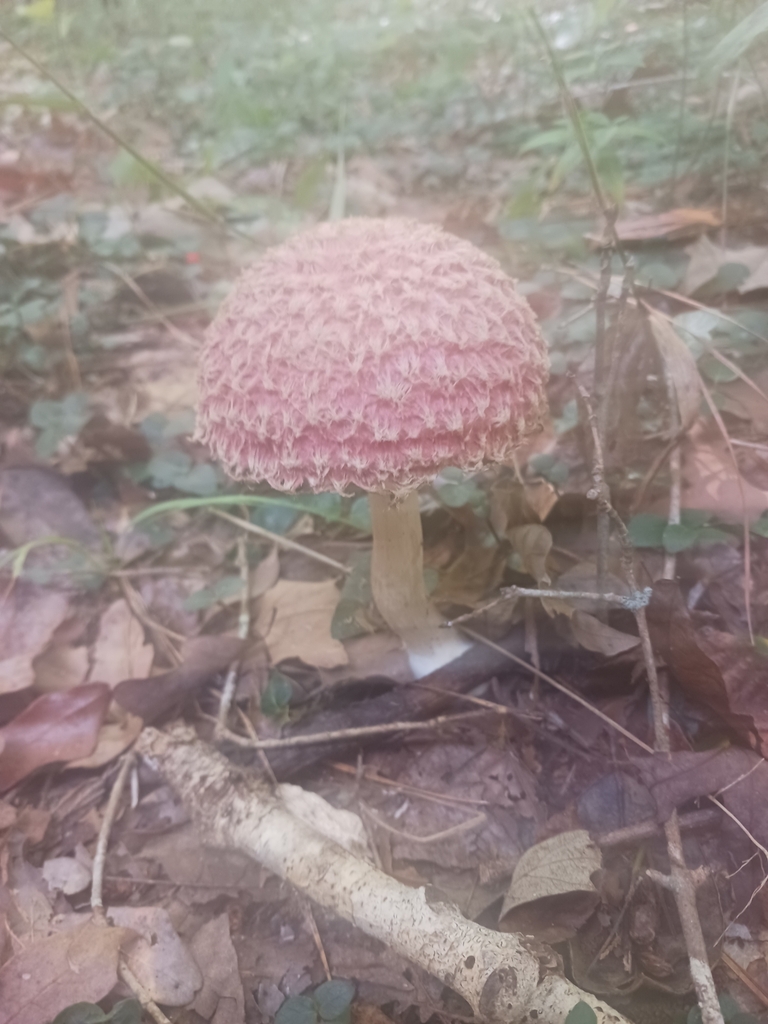 Pineapple Bolete from Trenton, NC 28585, USA on October 5, 2024 at 01: ...