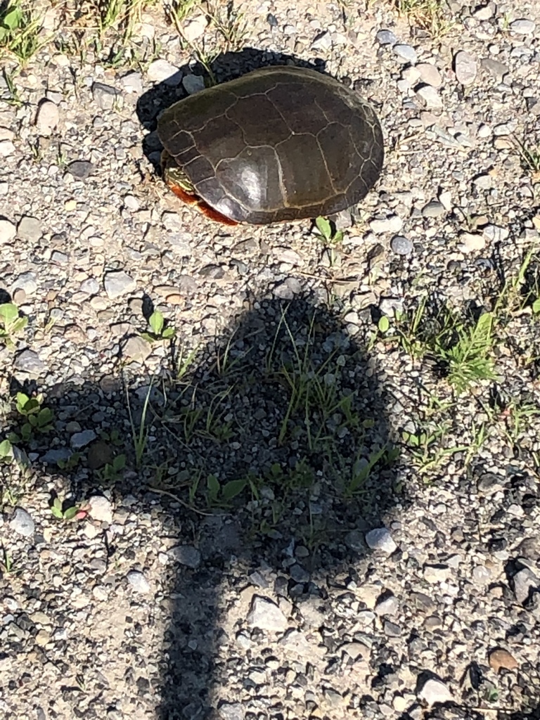 Midland Painted Turtle from 185–189 Oak Park Rd, Brantford, ON, CA on ...